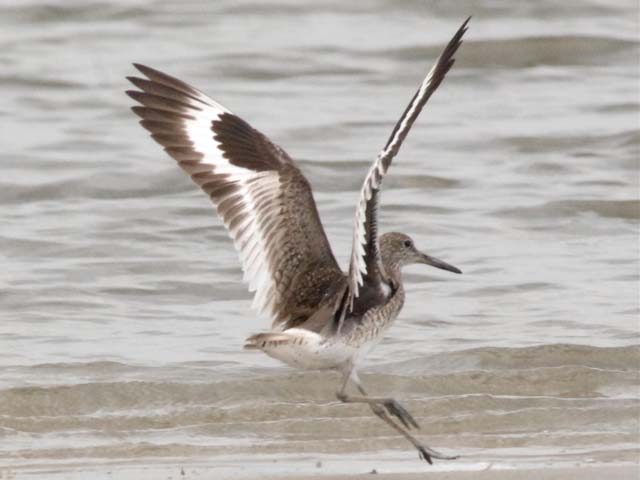 Willets