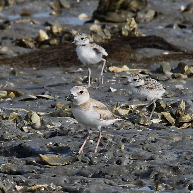 Wilson's Plovers