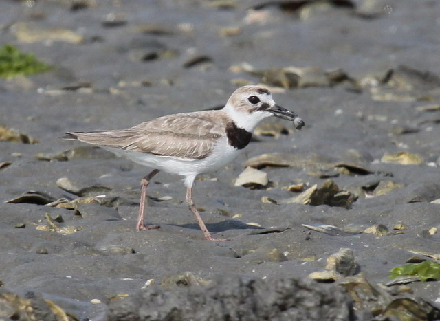Wilson's Plovers