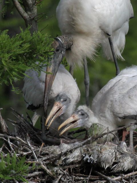 Wood Storks