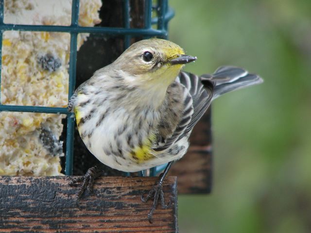 Yellow-rumped Warbler