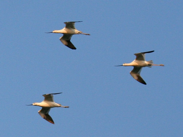 American Avocets
