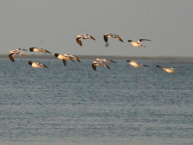 American Avocets