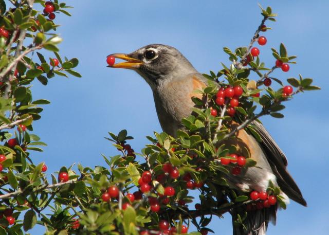 American Robin