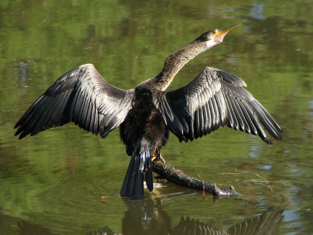 Anhinga