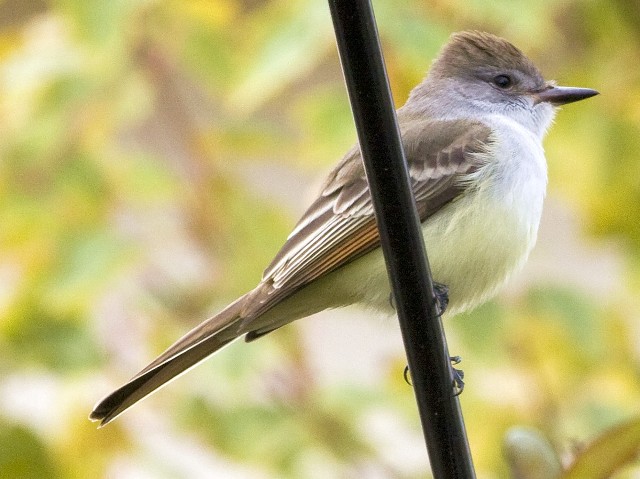 Ash-throated Flycatcher