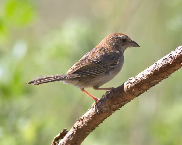 Bachman's Sparrow