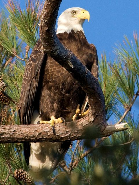 Bald Eagle