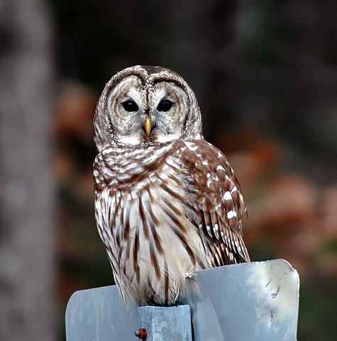 Barred Owl