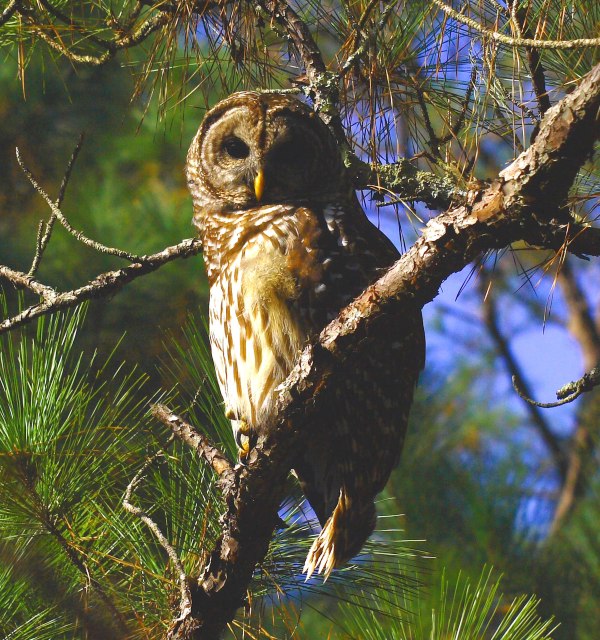Barred Owl