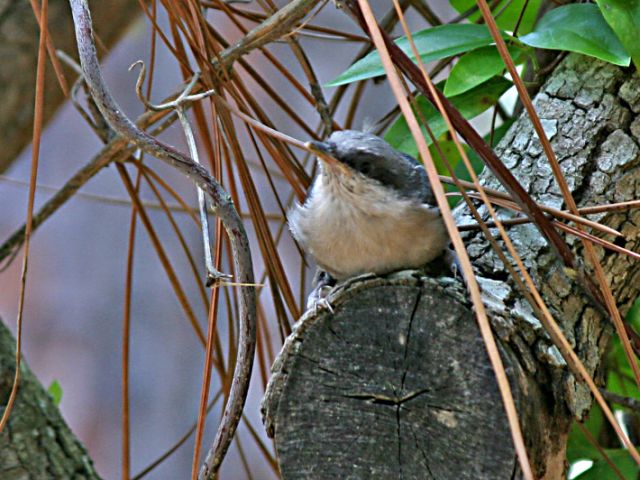 Brown-headed Nuthatch