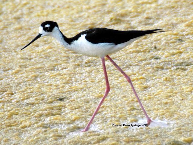 Black-necked Stilt