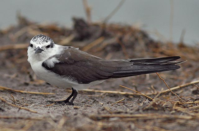 Bridled Terns