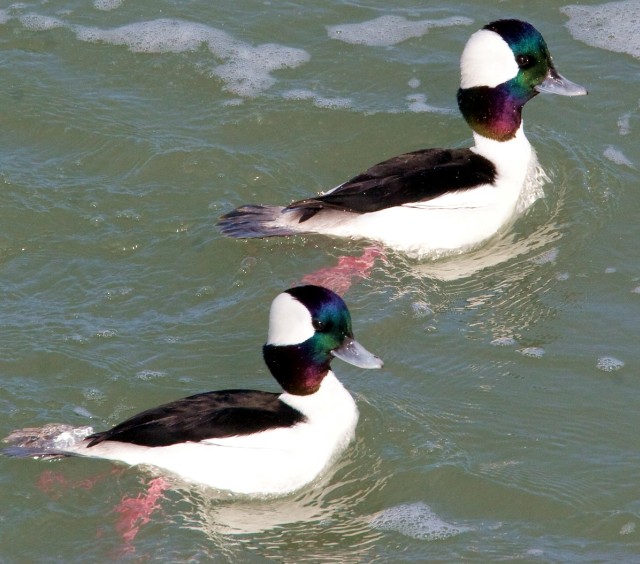 Bufflehead