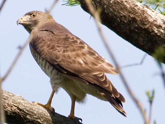 Broad-winged Hawk