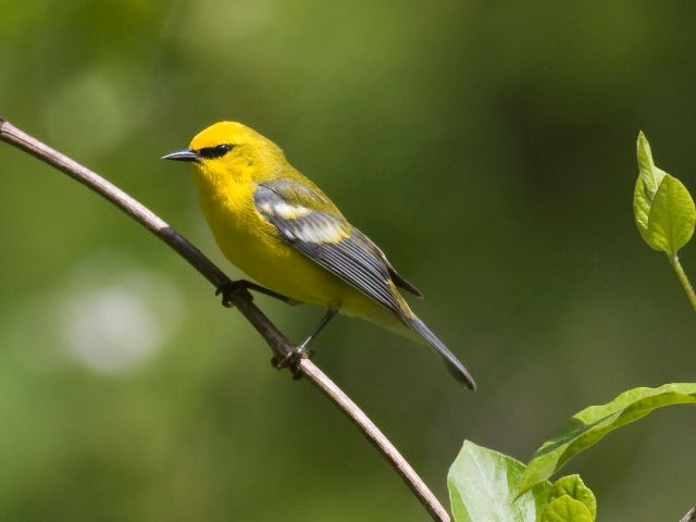 Blue-winged Warbler