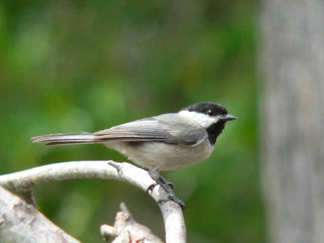 Carolina Chickadee