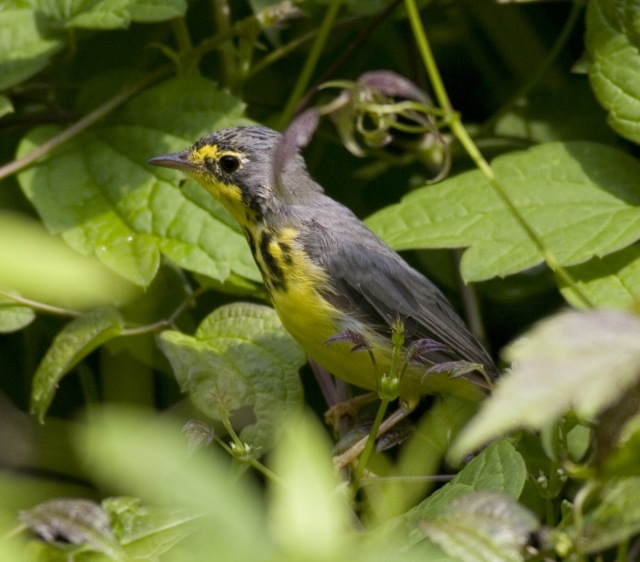 Canada Warbler
