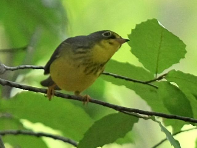 Canada Warbler