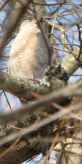 Cooper's Hawk
