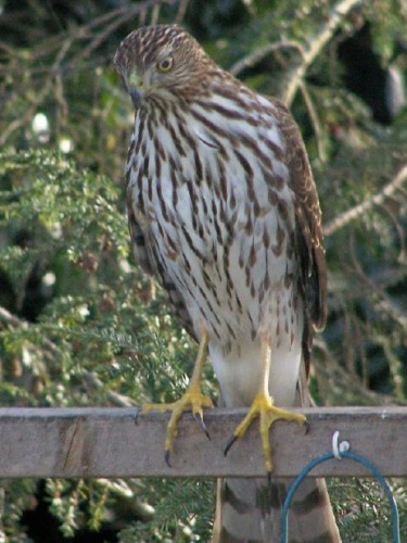Cooper's Hawk