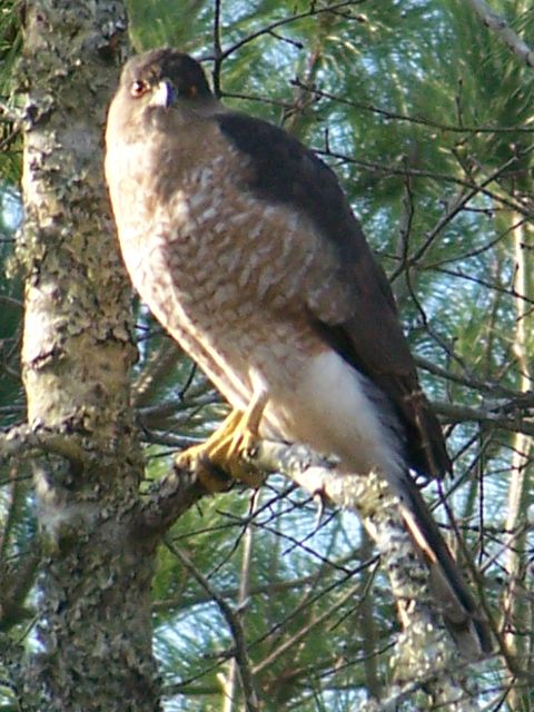 Cooper's Hawk