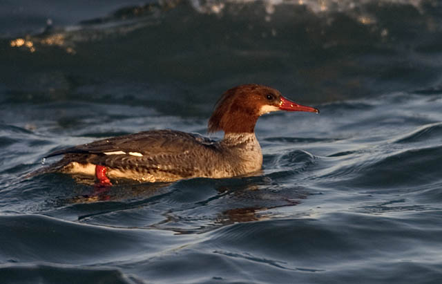 Common Merganser