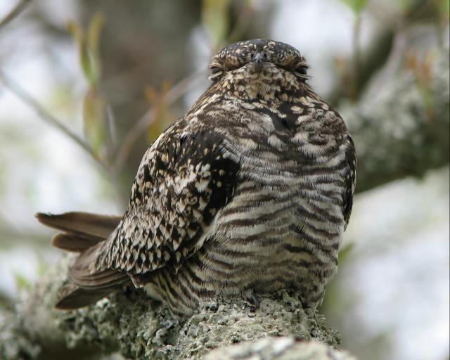 Common Nighthawk