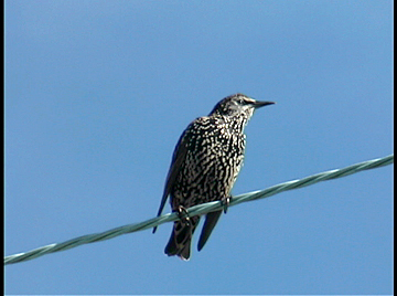 European Starling