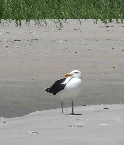 Great Black-backed Gull
