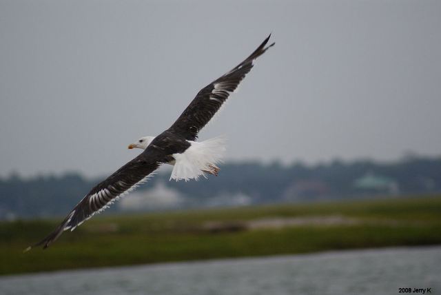 Great Black-backed Gull