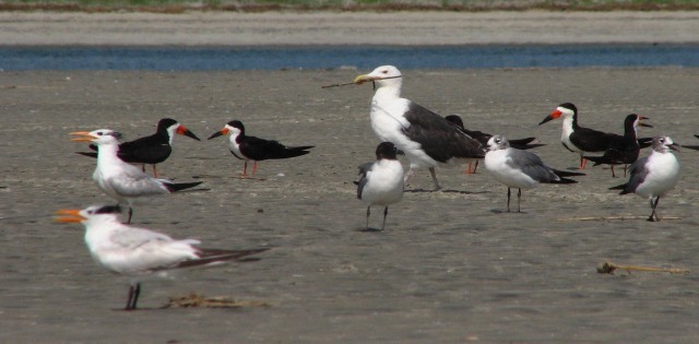 Great Black-backed Gull