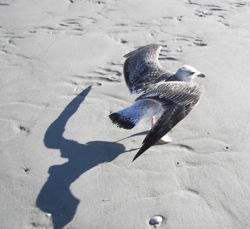 Great Black-backed Gull