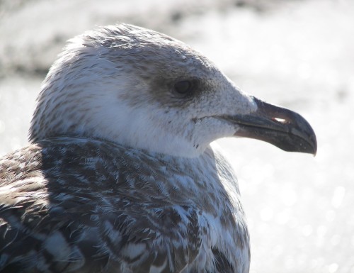 Great Black-backed Gull