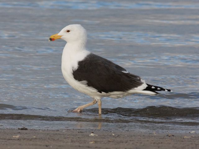 Great Black-backed Gull