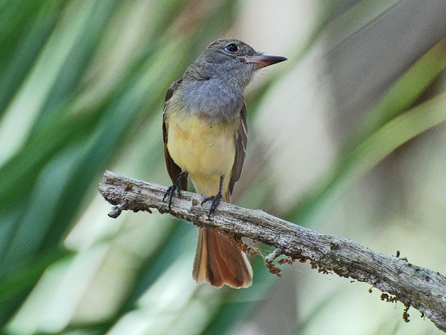 Great Crested Flycatcher