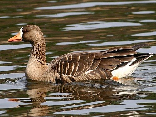 Greater White-fronted Goose
