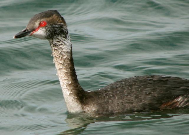 Horned Grebes