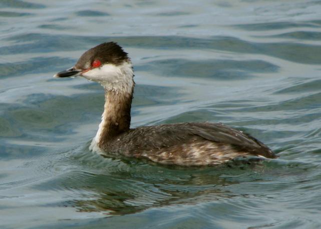 Horned Grebes