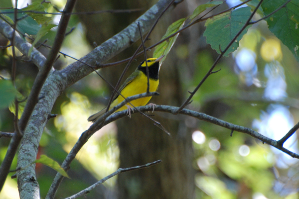 Hooded Warbler