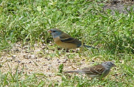 Lazuli Bunting