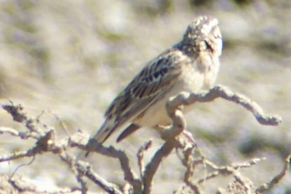Smith's Longspur