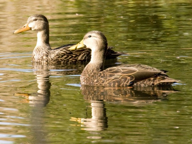 Mottled Ducks