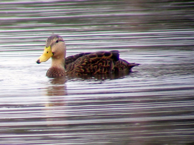 Mottled Ducks