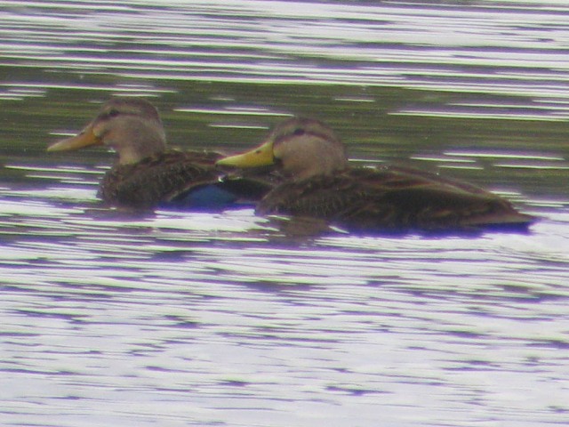 Mottled Ducks
