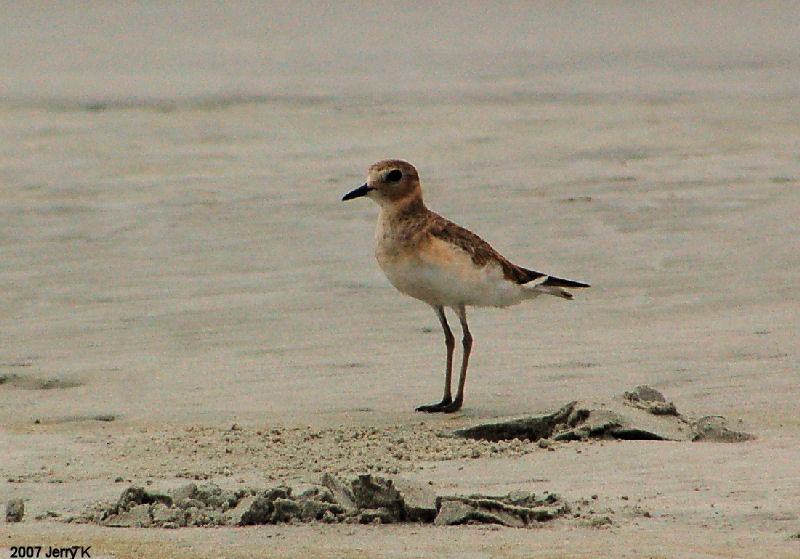Mountain Plover