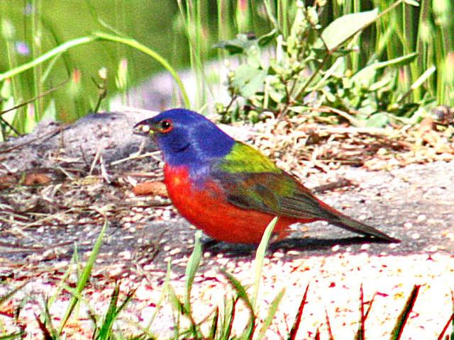 Painted Bunting