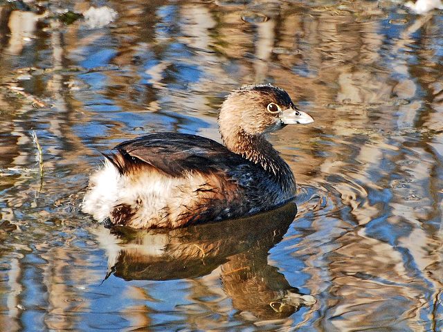 Pied-billed Grebe