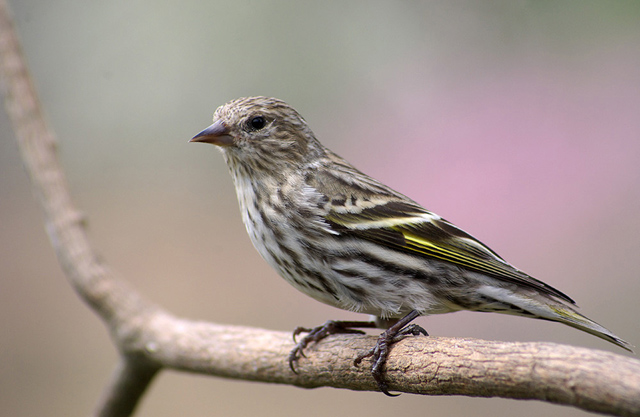Pine Siskin