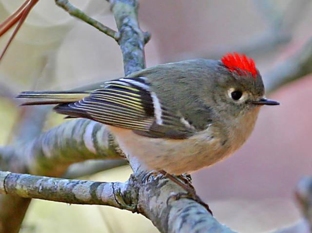 Ruby-crowned Kinglet